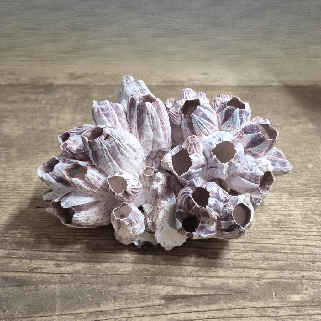 Pink and Purple Barnacle Cluster | A Home deco accent – CRAVE WARES